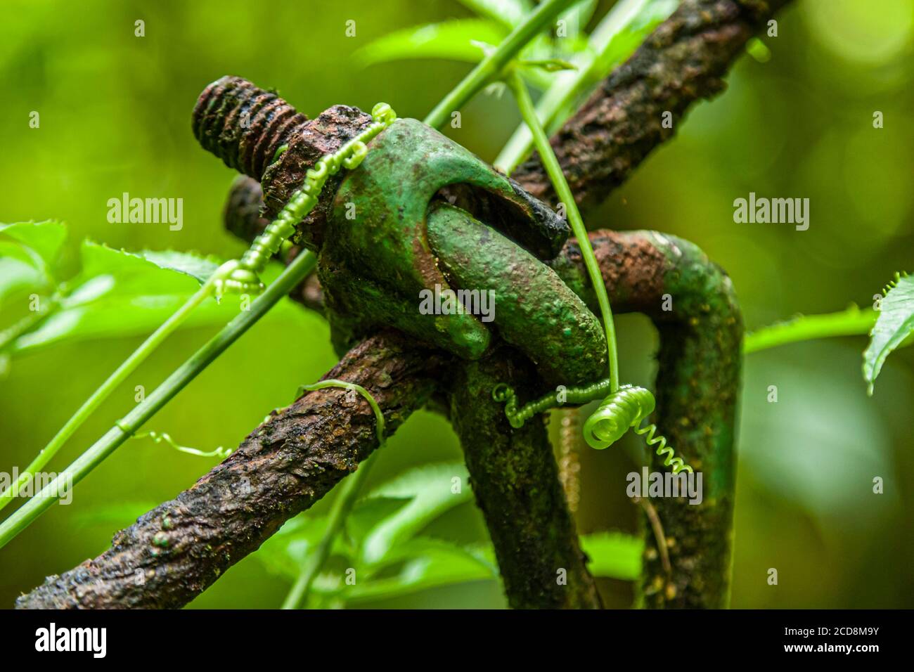 Vascular clamp hi-res stock photography and images - Alamy