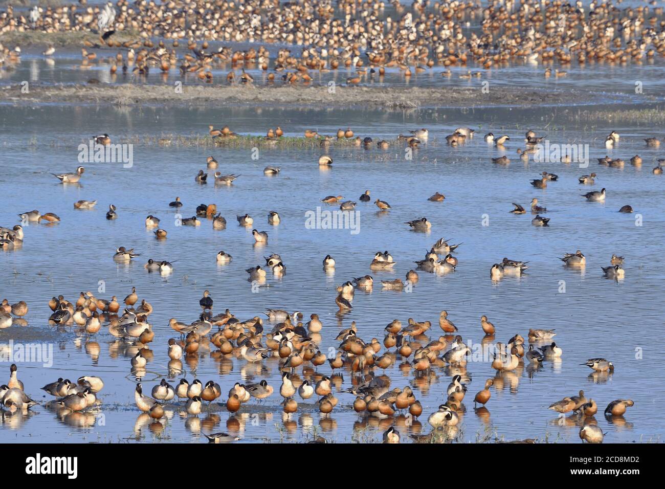 Mixed Flock Of Birds Are Resting Near A Wetland Stock Photo - Alamy