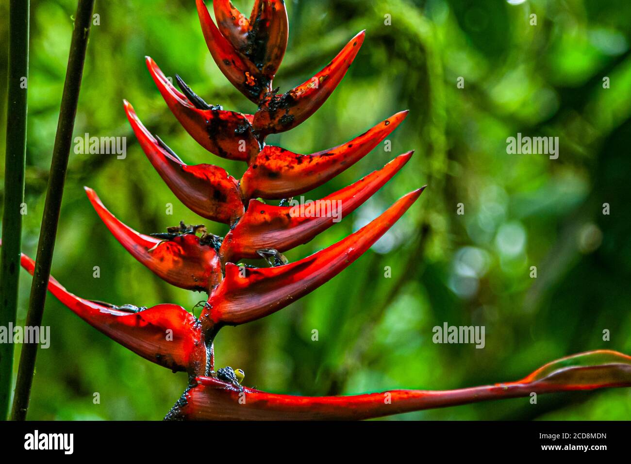 National Park of Tapanti near Orosi, Costa Rica Stock Photo - Alamy