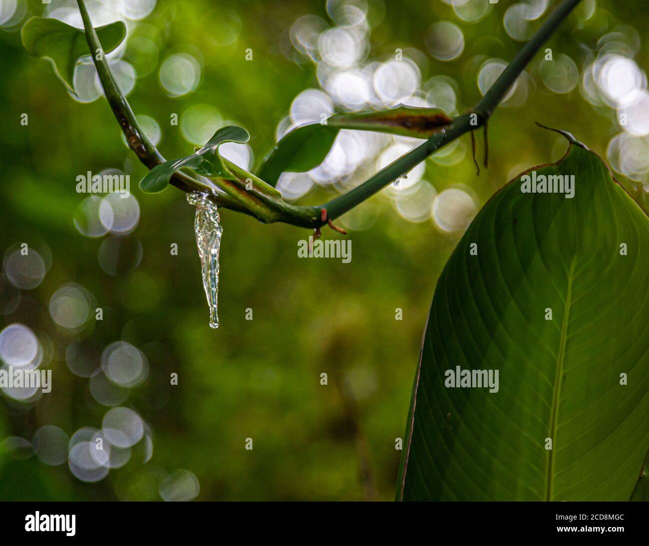 National Park of Tapanti near Orosi, Costa Rica Stock Photo - Alamy