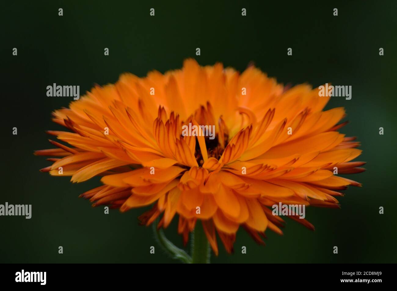 Flora of assam hi-res stock photography and images - Alamy