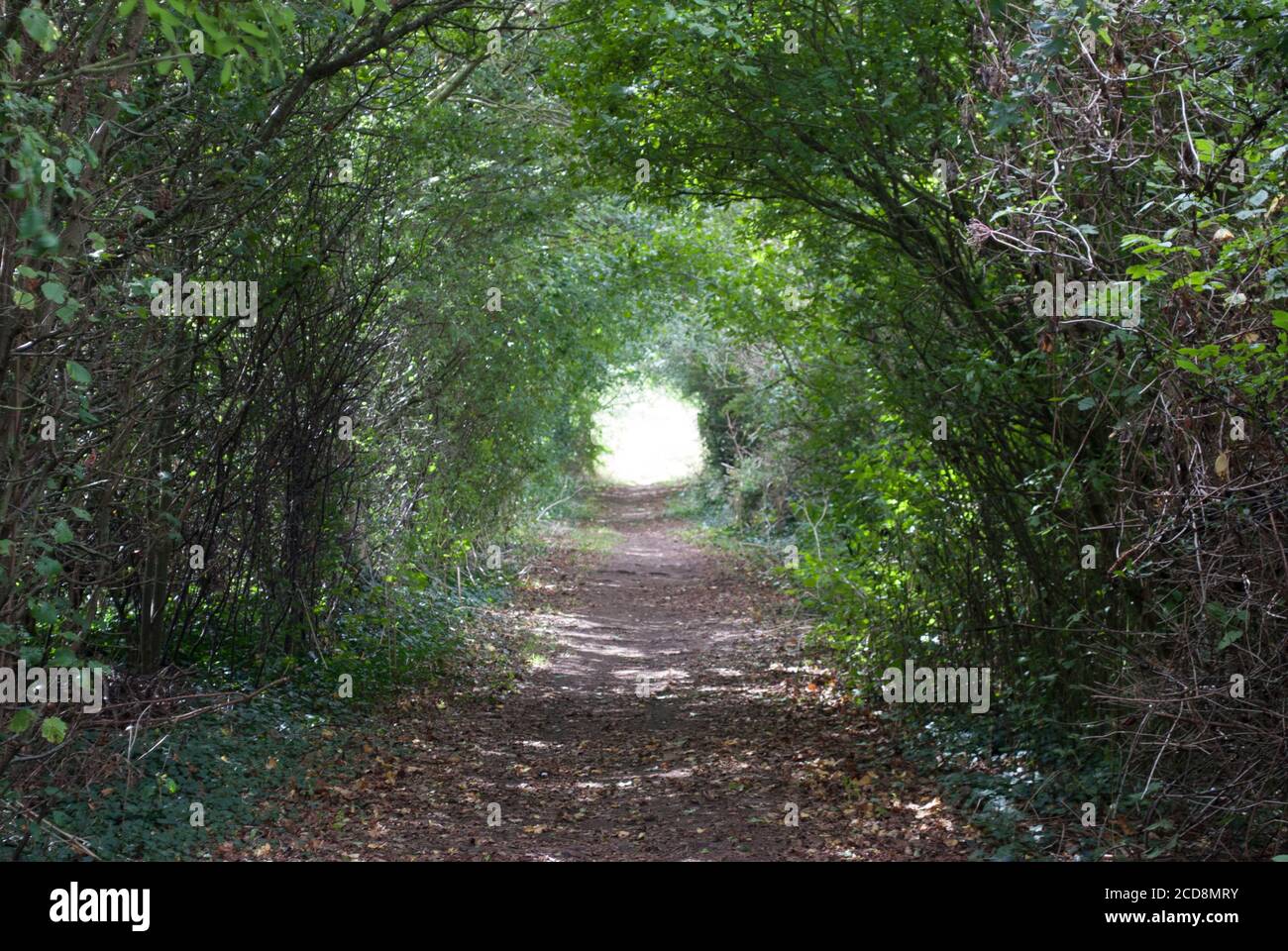 Path in the countryside with high overhanging hedges and trees each ...