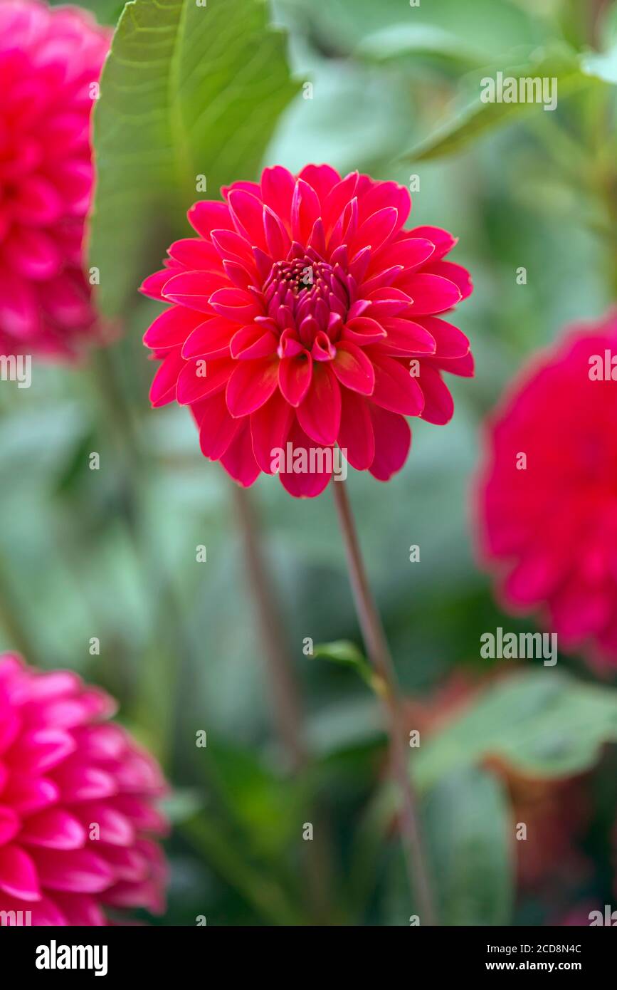 RED DAHLIA FLOWER Stock Photo - Alamy