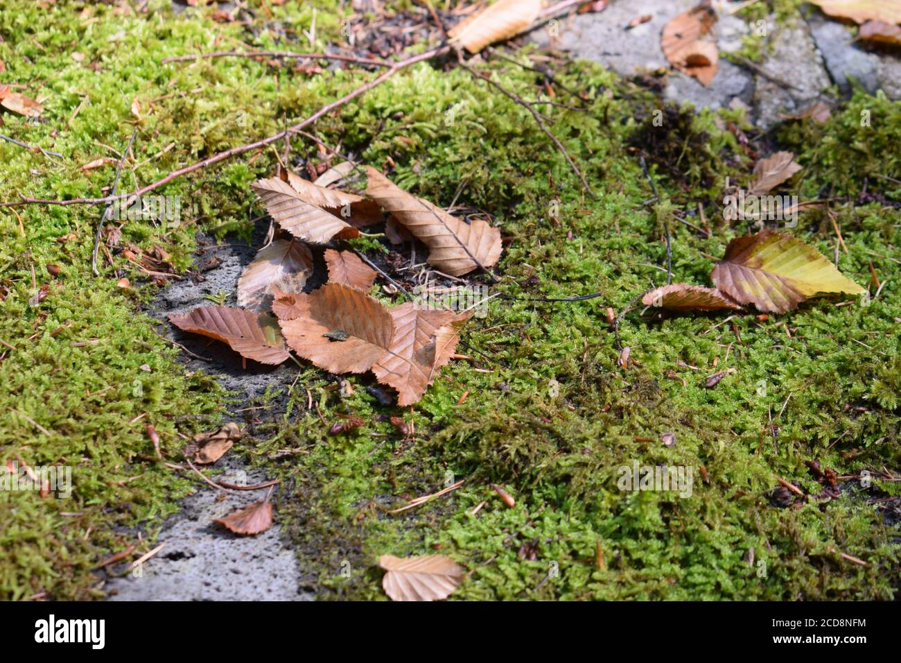 autumn leaves on moss Stock Photo - Alamy