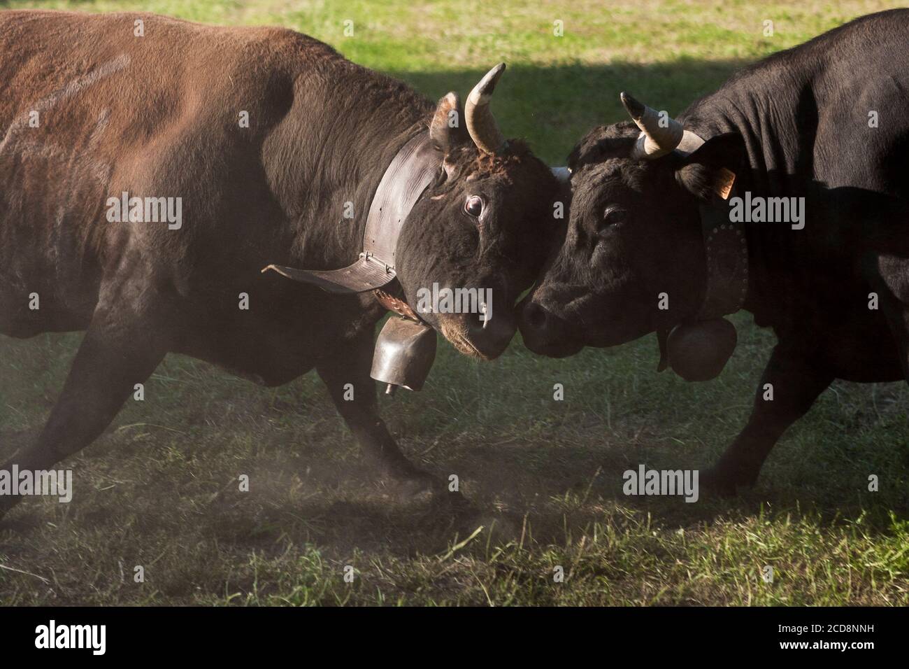 Two cows fight during the "bataille de reines" (Battle of the Queens ...