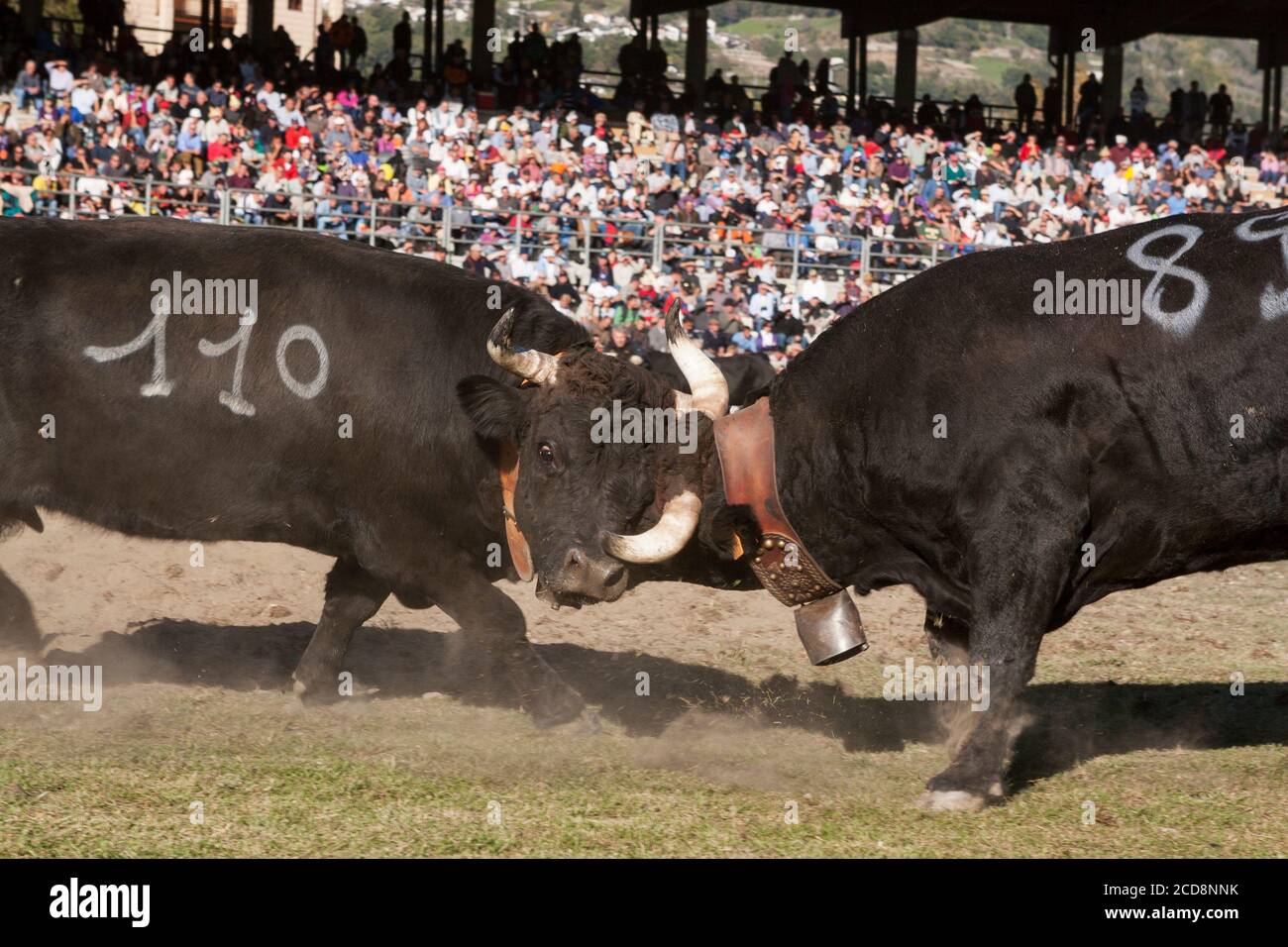 Two cows fight during the "bataille de reines" (Battle of the Queens ...