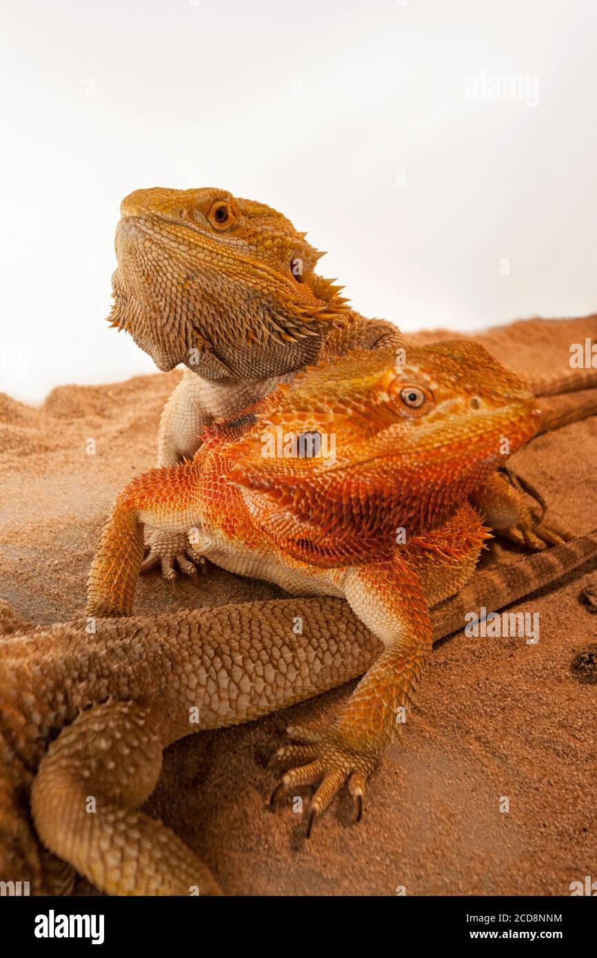 Three central bearded dragons ( Pogona vitticeps ) in captivity ...
