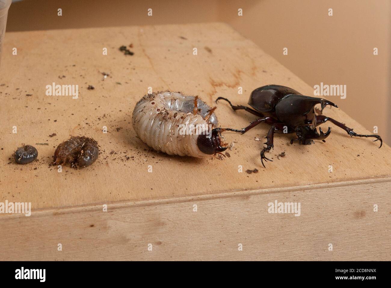 Insect life phases hi-res stock photography and images - Alamy