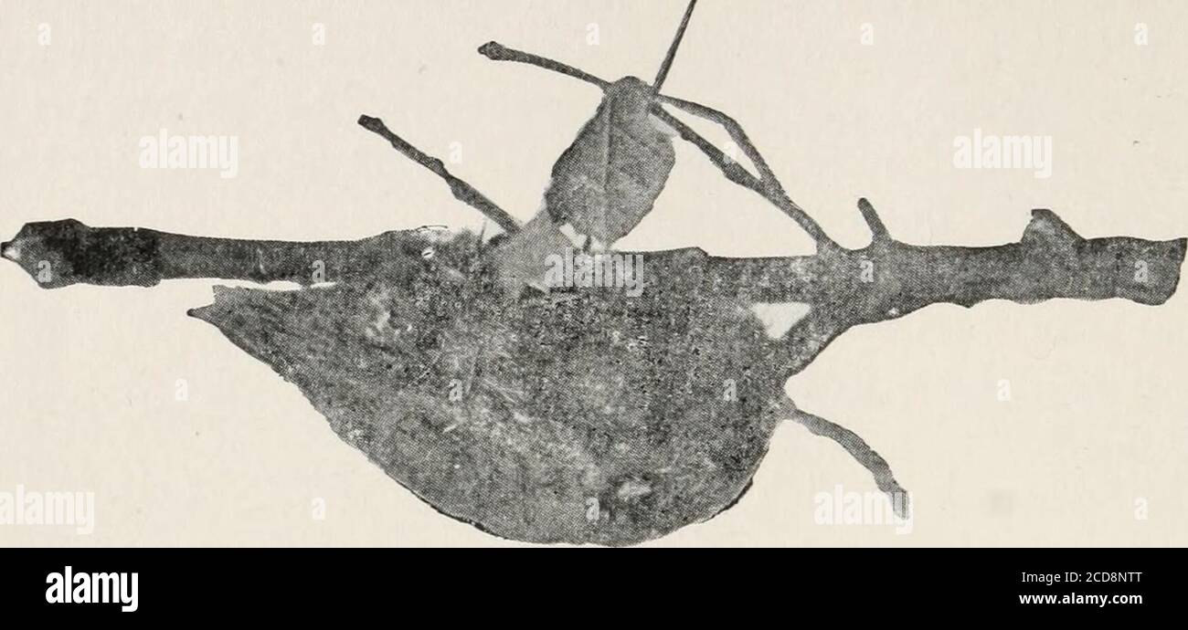 Moth organs hi-res stock photography and images - Alamy