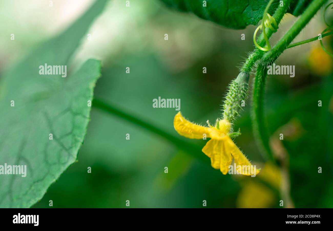 Cucumber plant flower hi-res stock photography and images - Alamy