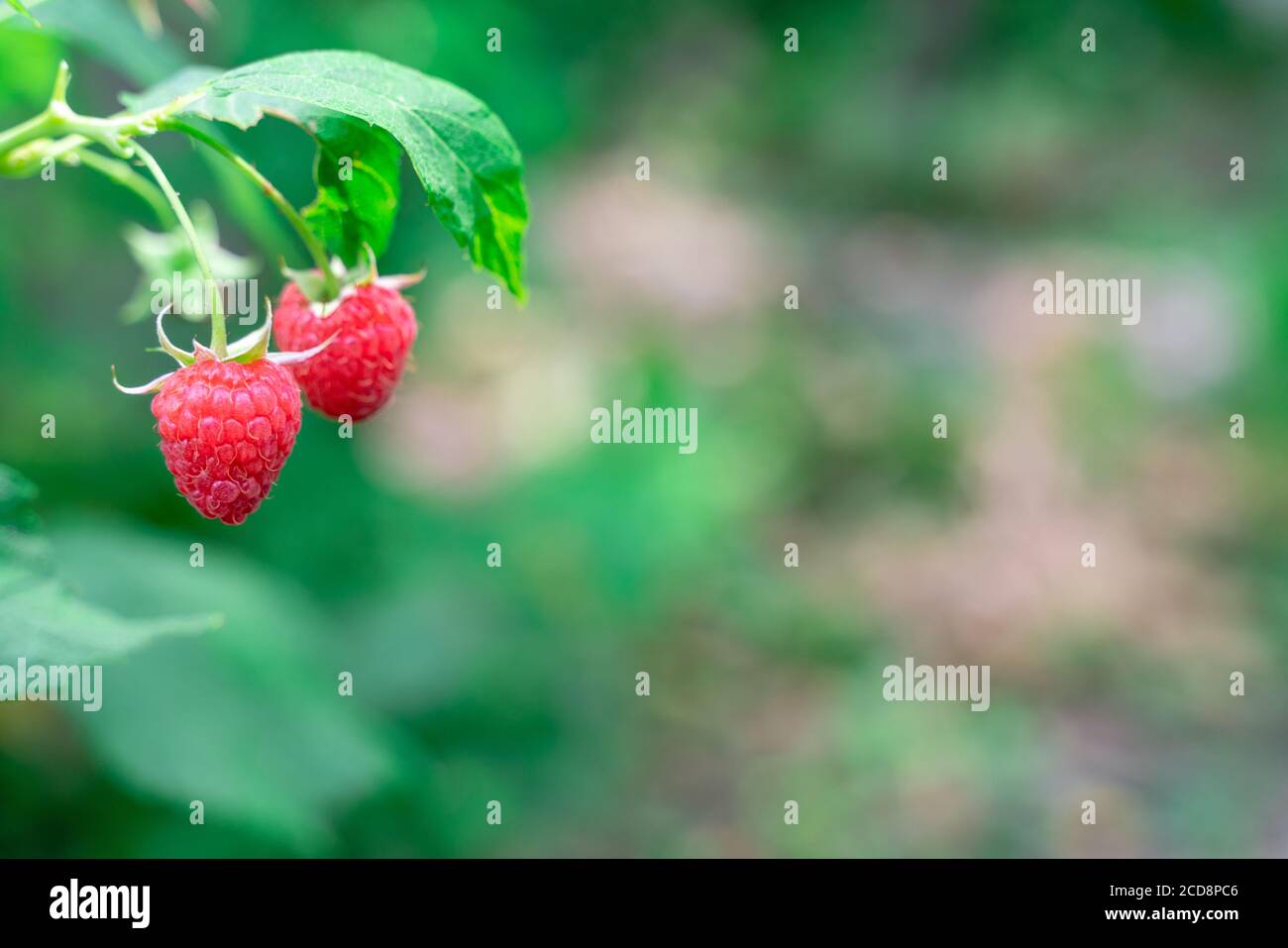 Raspberry Bushes High Resolution Stock Photography and Images - Alamy