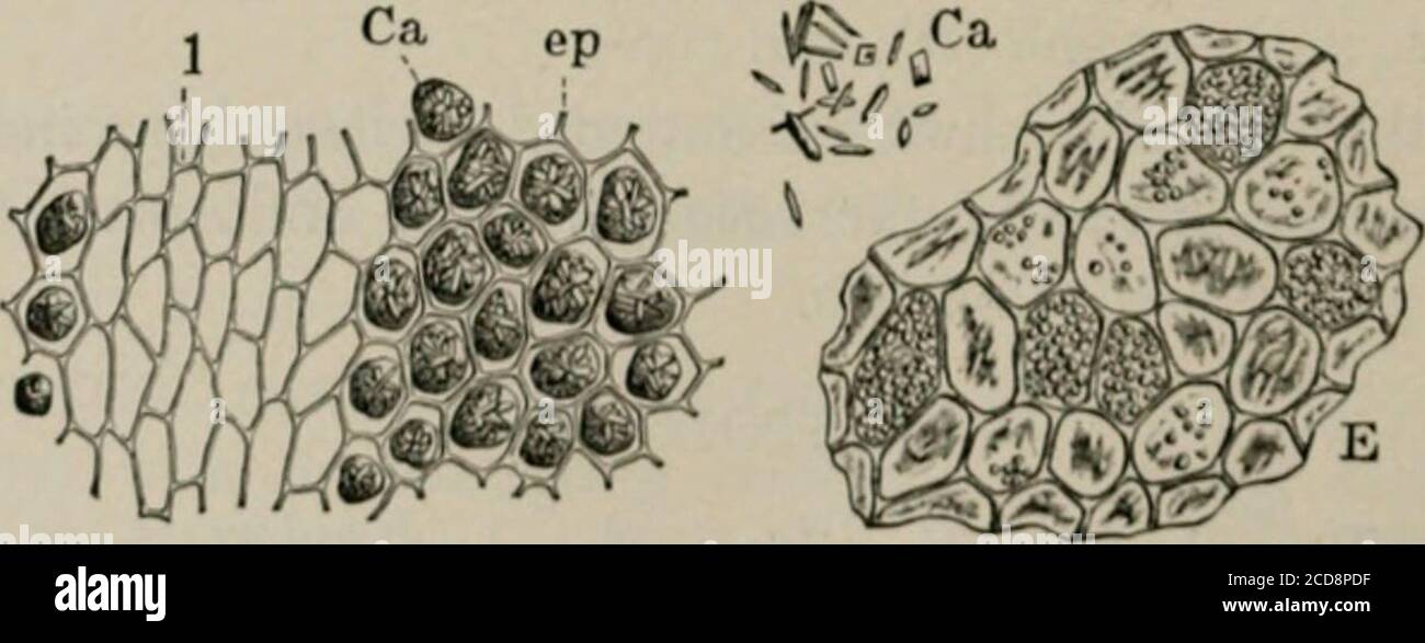 Detection of calcium hi-res stock photography and images - Alamy