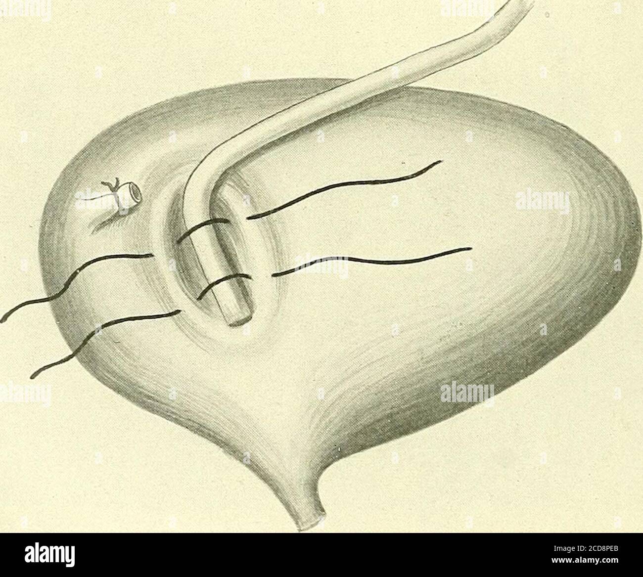 . Surgery, its principles and practice . rim. It is well now to pass a ...