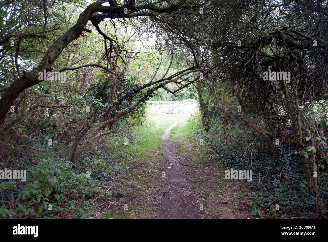 Path in the countryside with high overhanging hedges and trees each ...