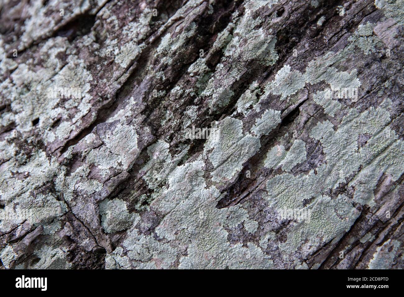 Mossy bark texture closeup. Faded weathered bark with lichen. Natural ...