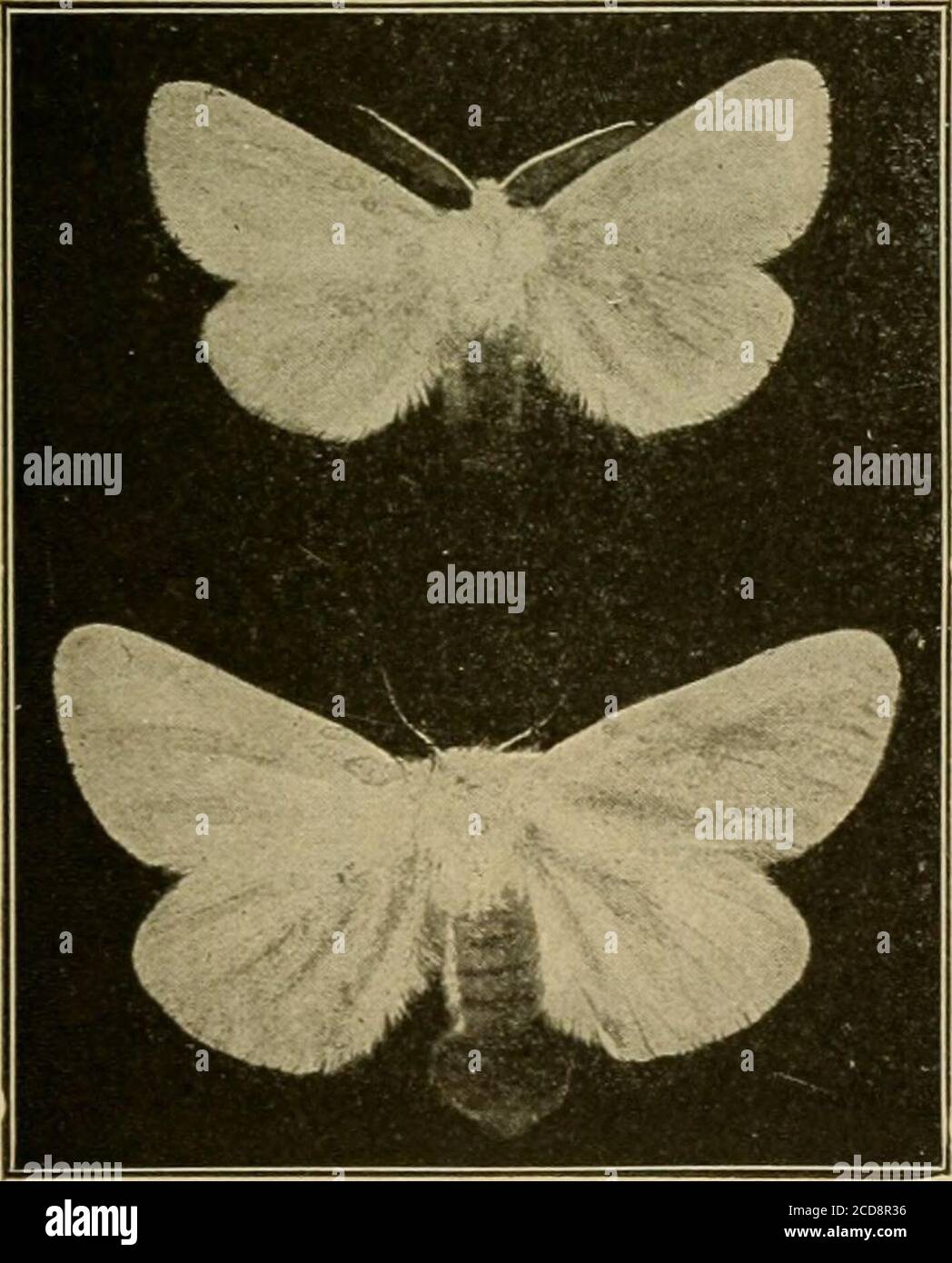 . Insect pests of farm, garden and orchard . - the old leaf stems ...