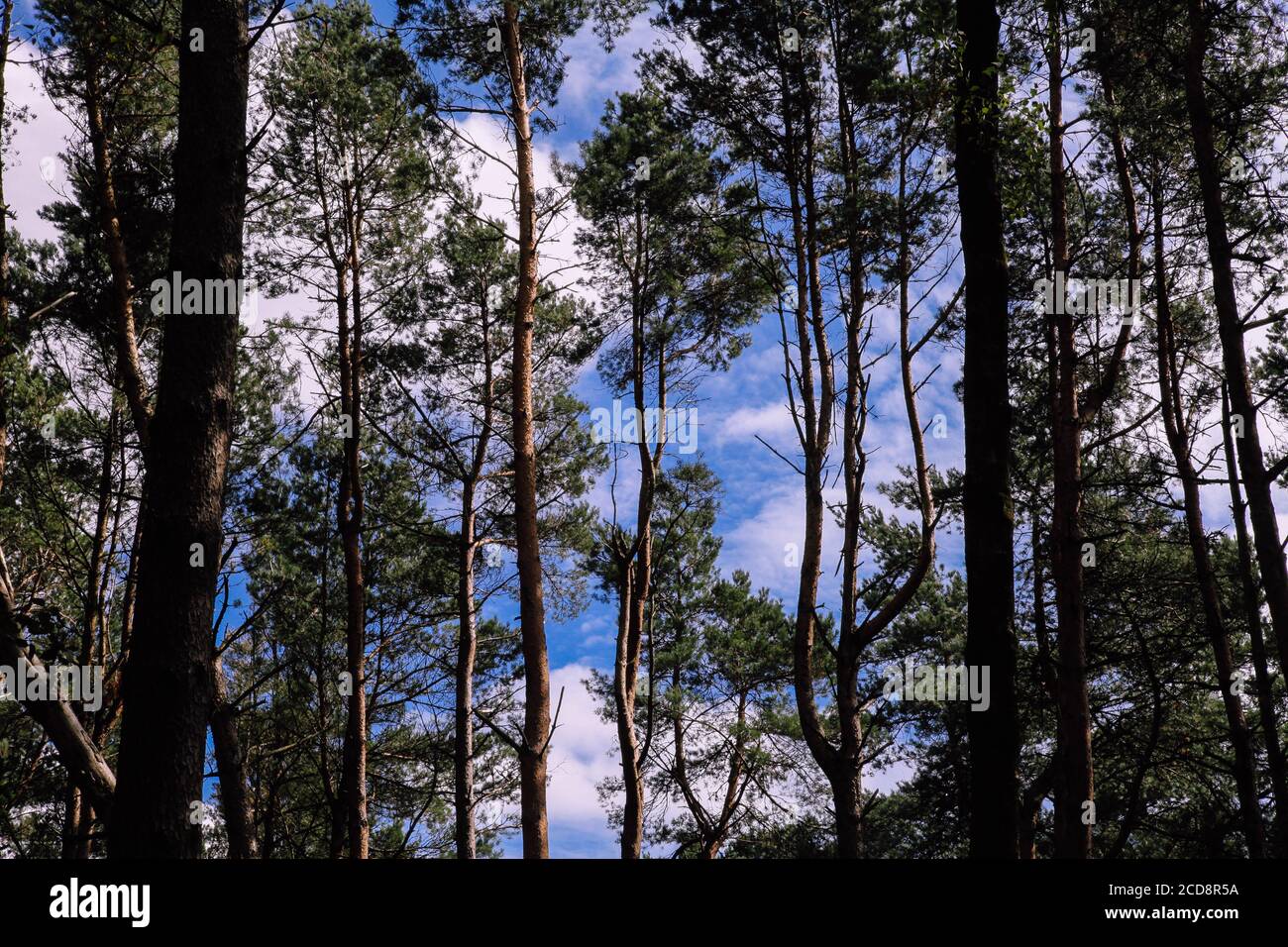 Blue sky through treetops, Scots Pine trees, Surrey Hills, Surrey ...