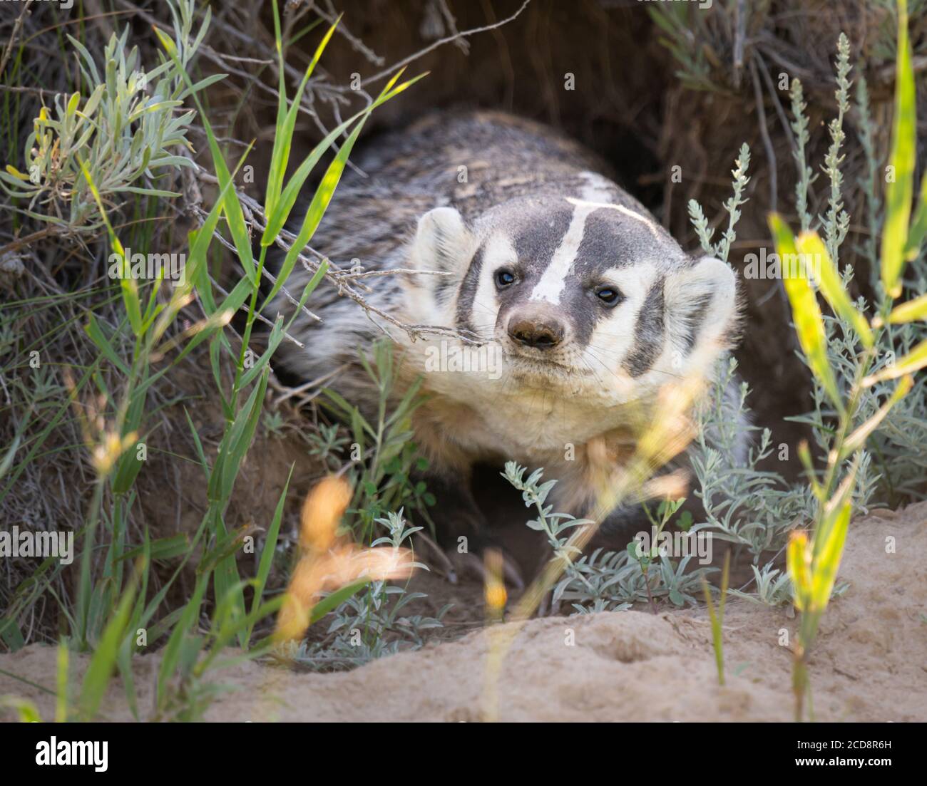 Badger in the prairies Stock Photo - Alamy