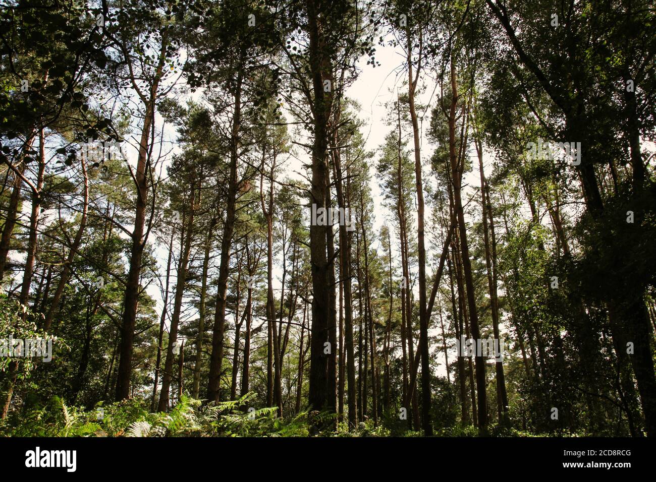 Sunlight through treetops, Scots Pine trees, Surrey Hills, Surrey ...