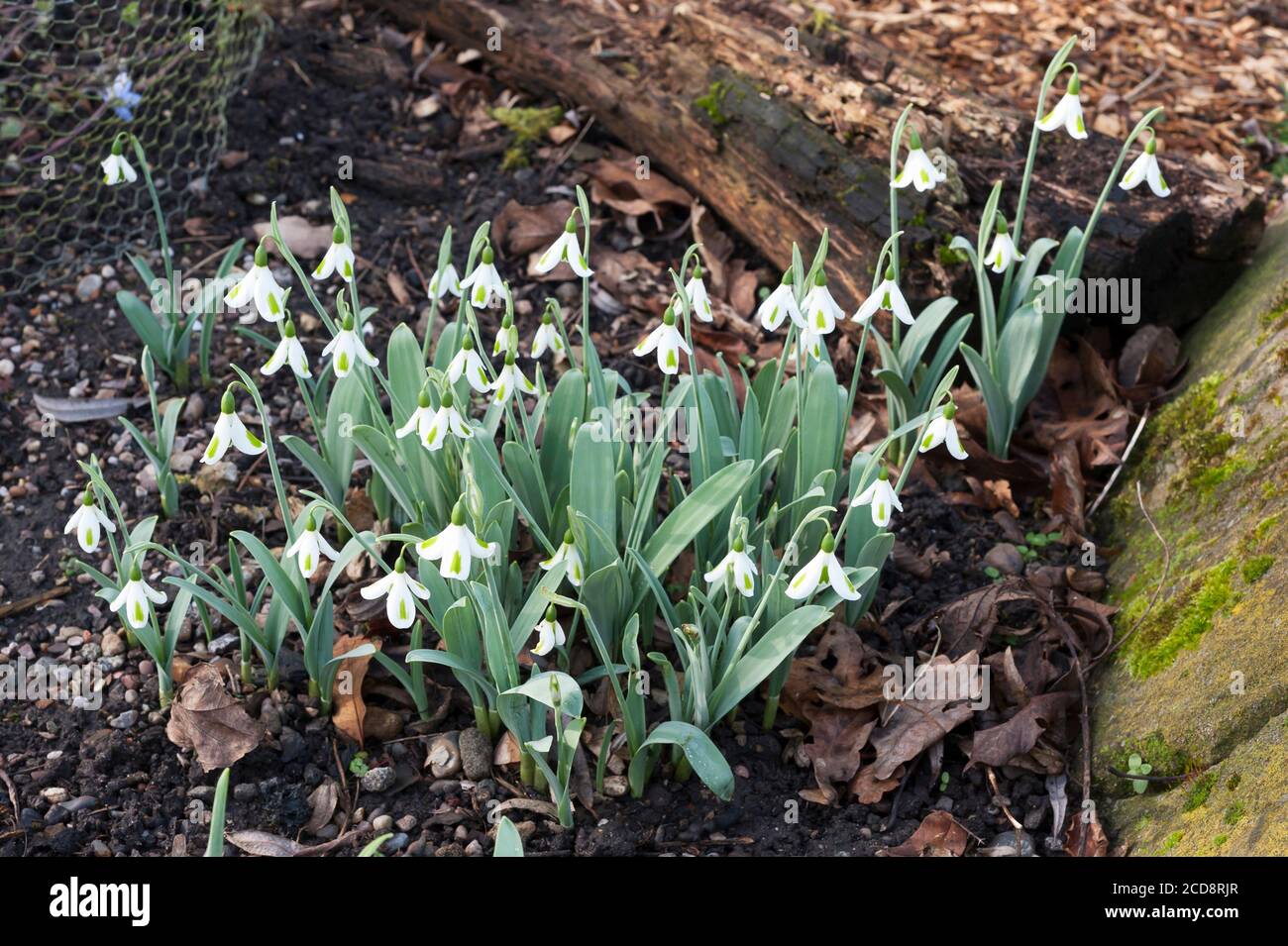 Galanthus hybridus trumpulute hi-res stock photography and images - Alamy