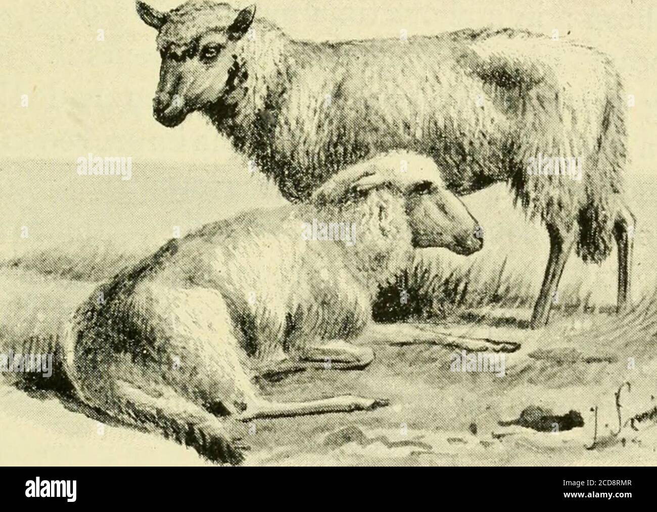 Lean to sheep shelter hi-res stock photography and images - Alamy