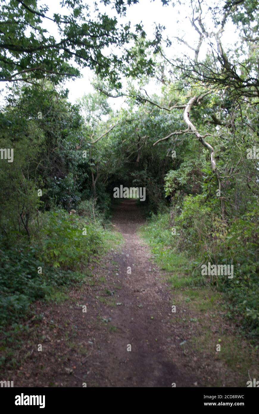 Path in the countryside with high overhanging hedges and trees each ...