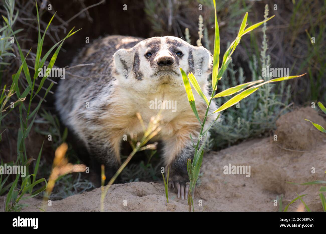 Badger in the prairies Stock Photo - Alamy