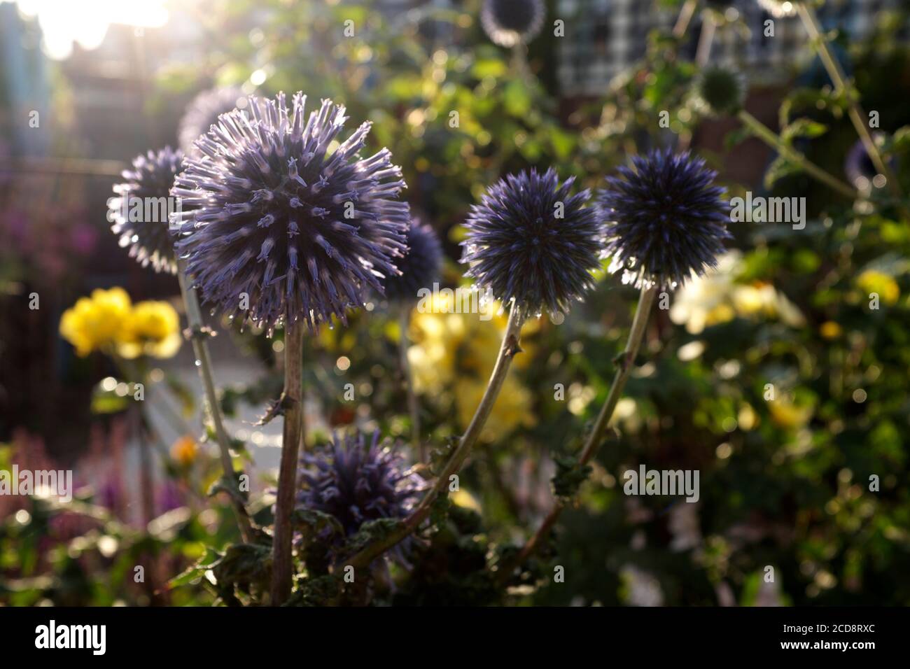 'Veitch's Blue' (Echinops ritro ) small globe thistle Stock Photo - Alamy