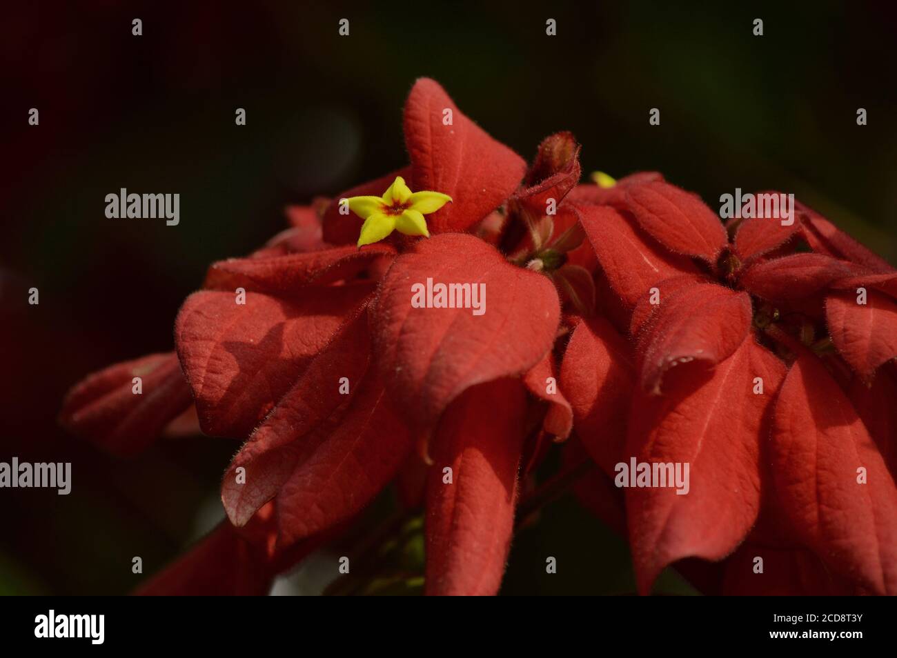 Red dona flower hi-res stock photography and images - Alamy