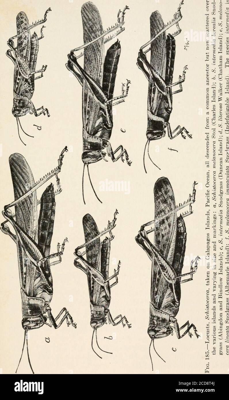 Evolution Of Animals Examples