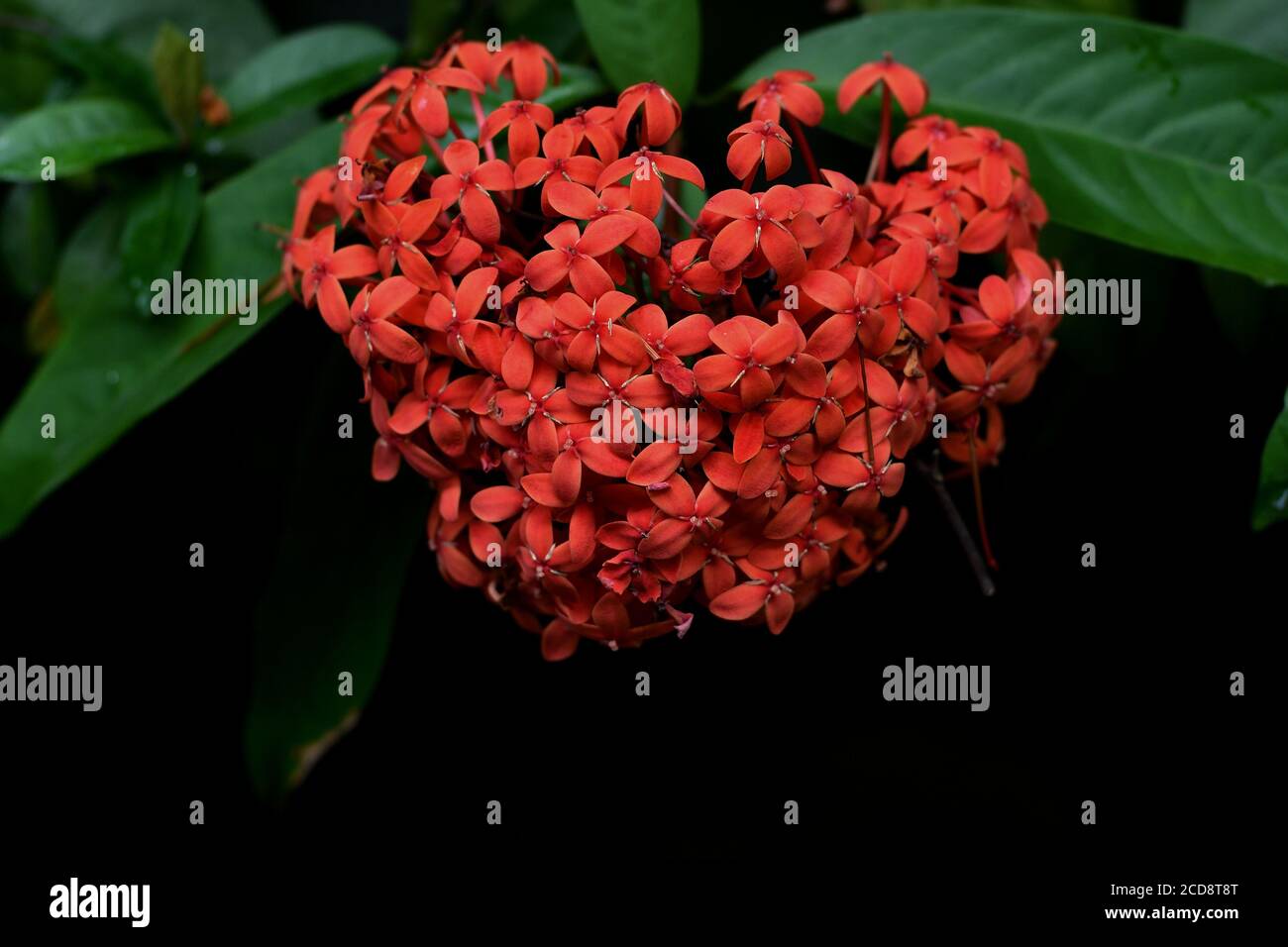 Flowers of assam hi-res stock photography and images - Alamy