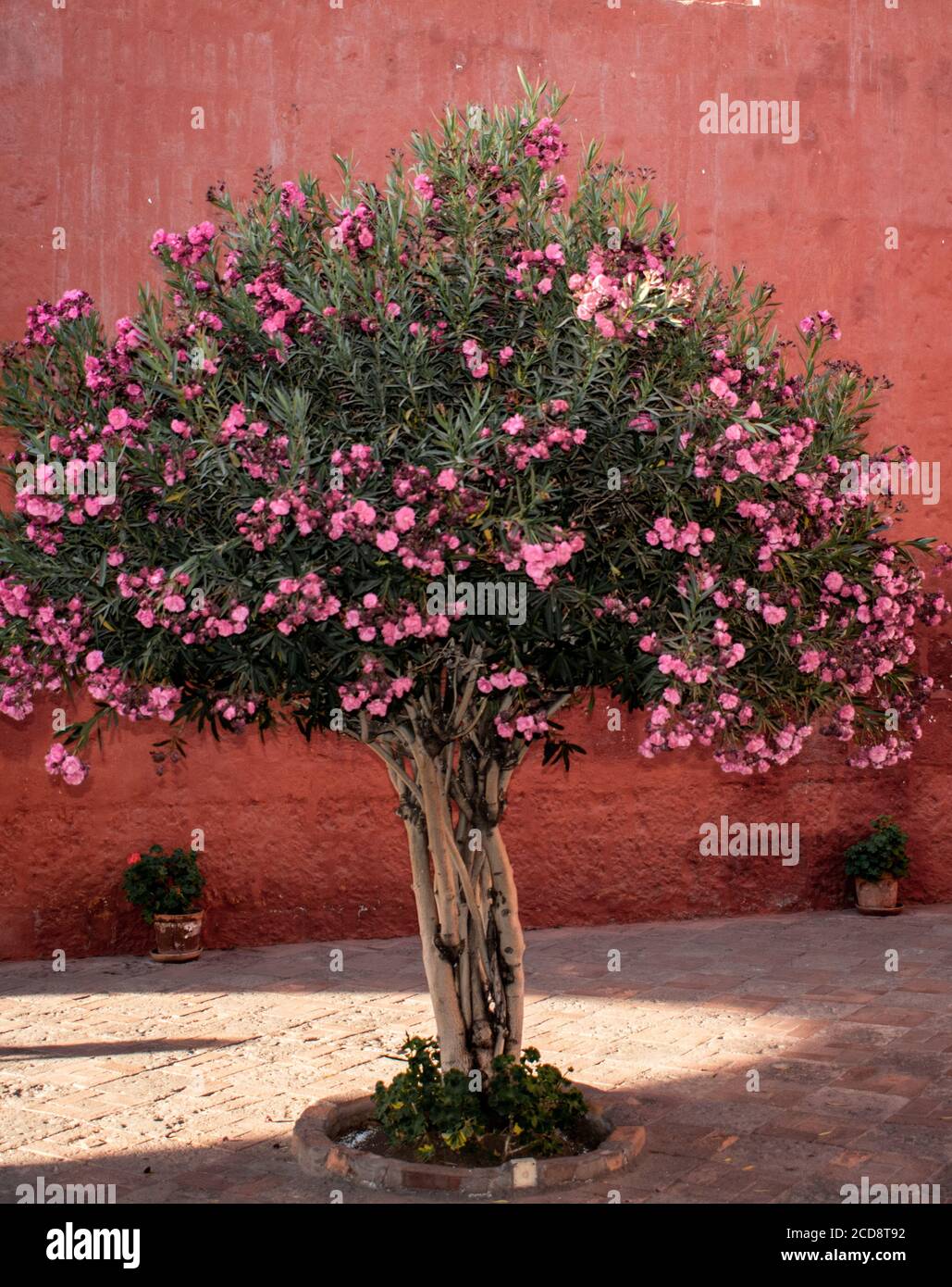 Tree inside the santa catalina monastery Stock Photo - Alamy