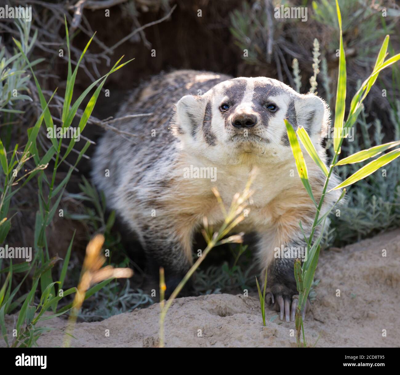 Badger in the prairies Stock Photo - Alamy