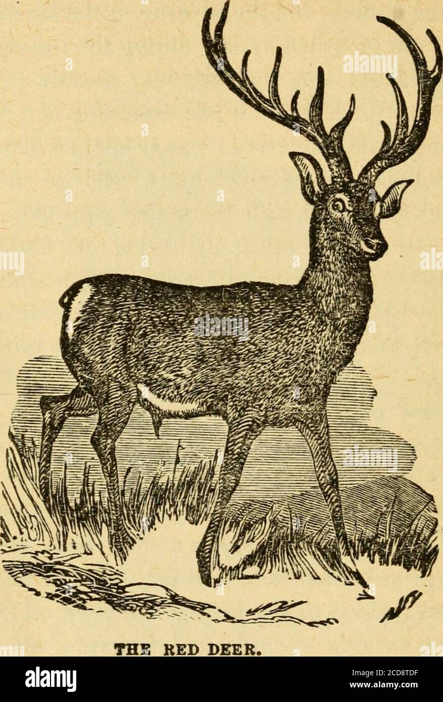 . Wild scenes of a hunter's life; . curving inwards and forwards, and ...