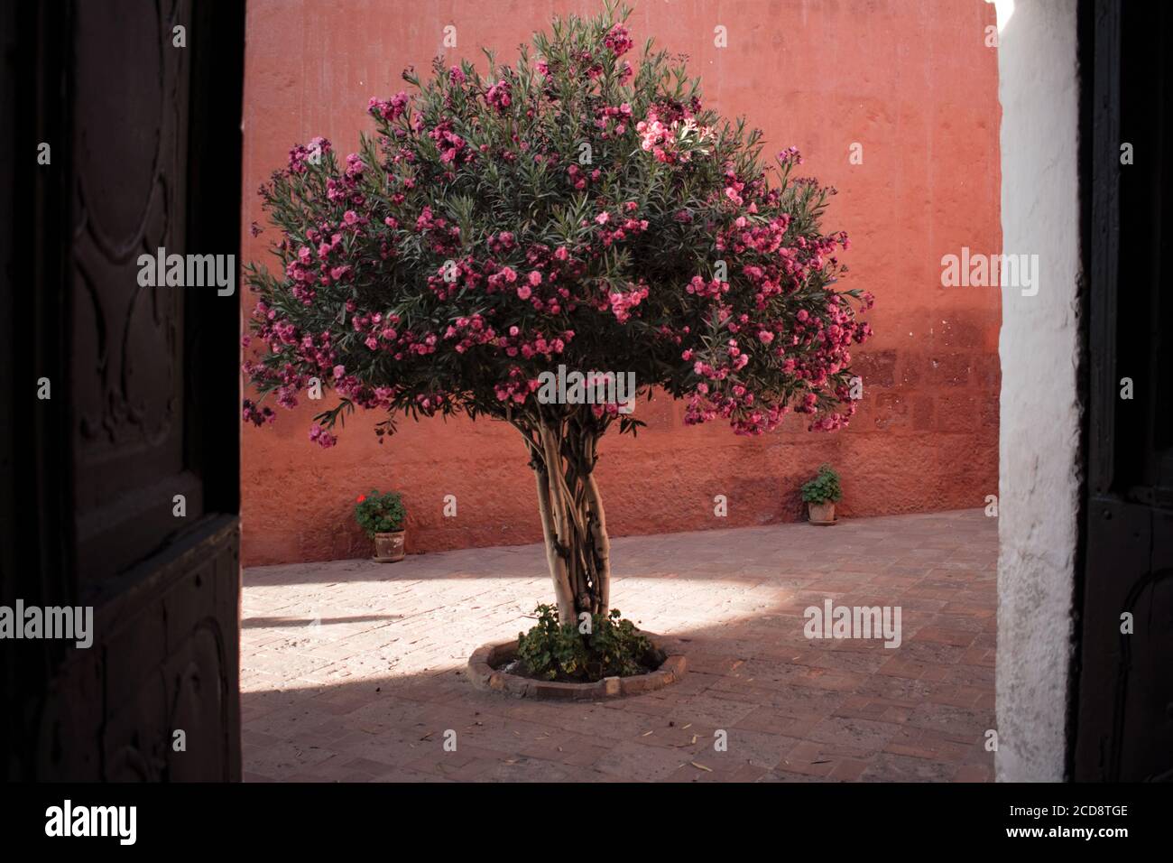Tree inside the santa catalina monastery Stock Photo - Alamy