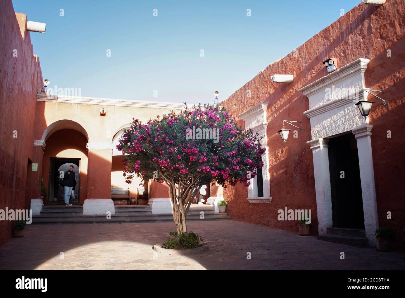 Tree inside the santa catalina monastery Stock Photo - Alamy
