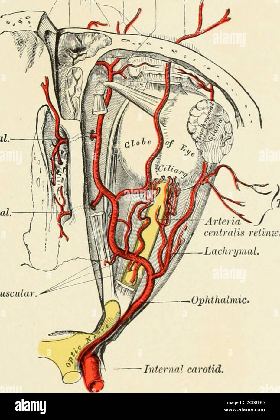 . A treatise on diseases of the eye . s nerve takes its origin from a ...