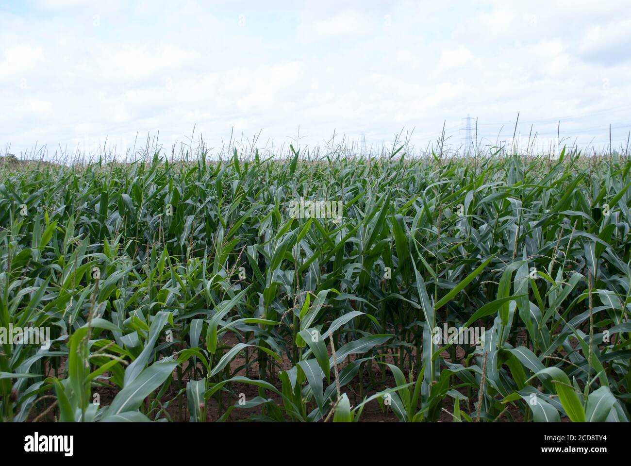 Bank of stream Stock Photo - Alamy