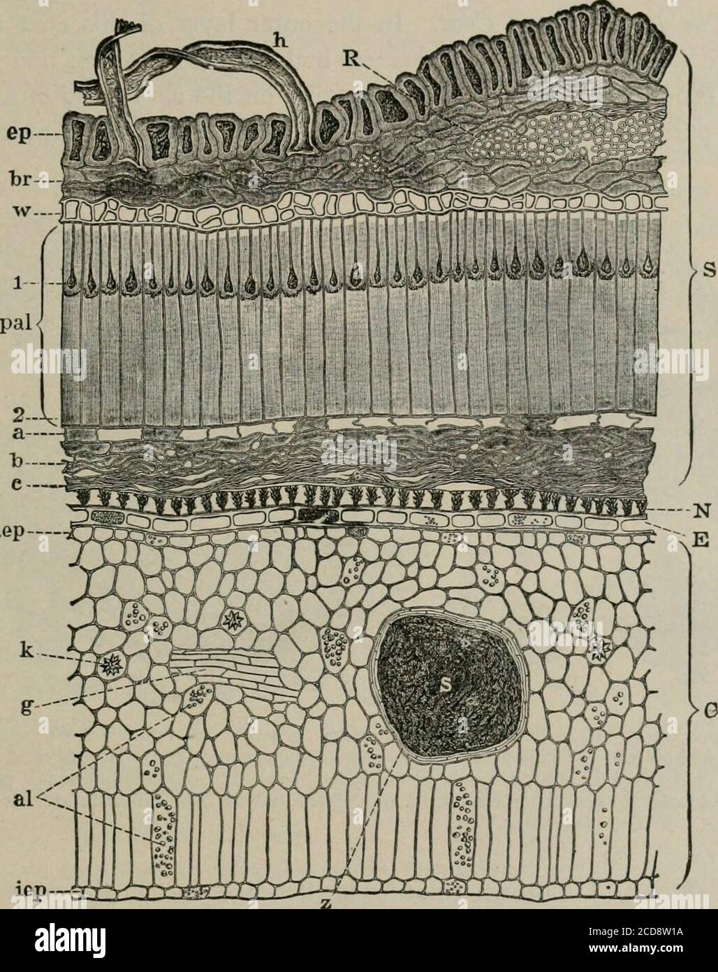 . The microscopy of vegetable foods, with special reference to the ...