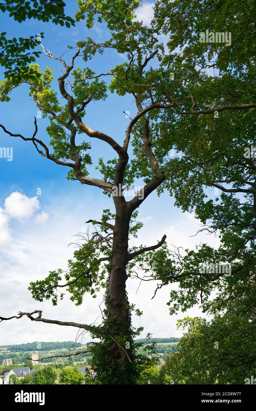 Dying tree hi-res stock photography and images - Alamy