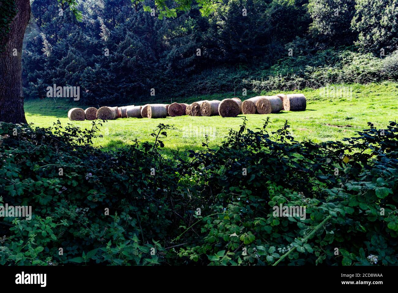 Rolls of hay hi-res stock photography and images - Alamy