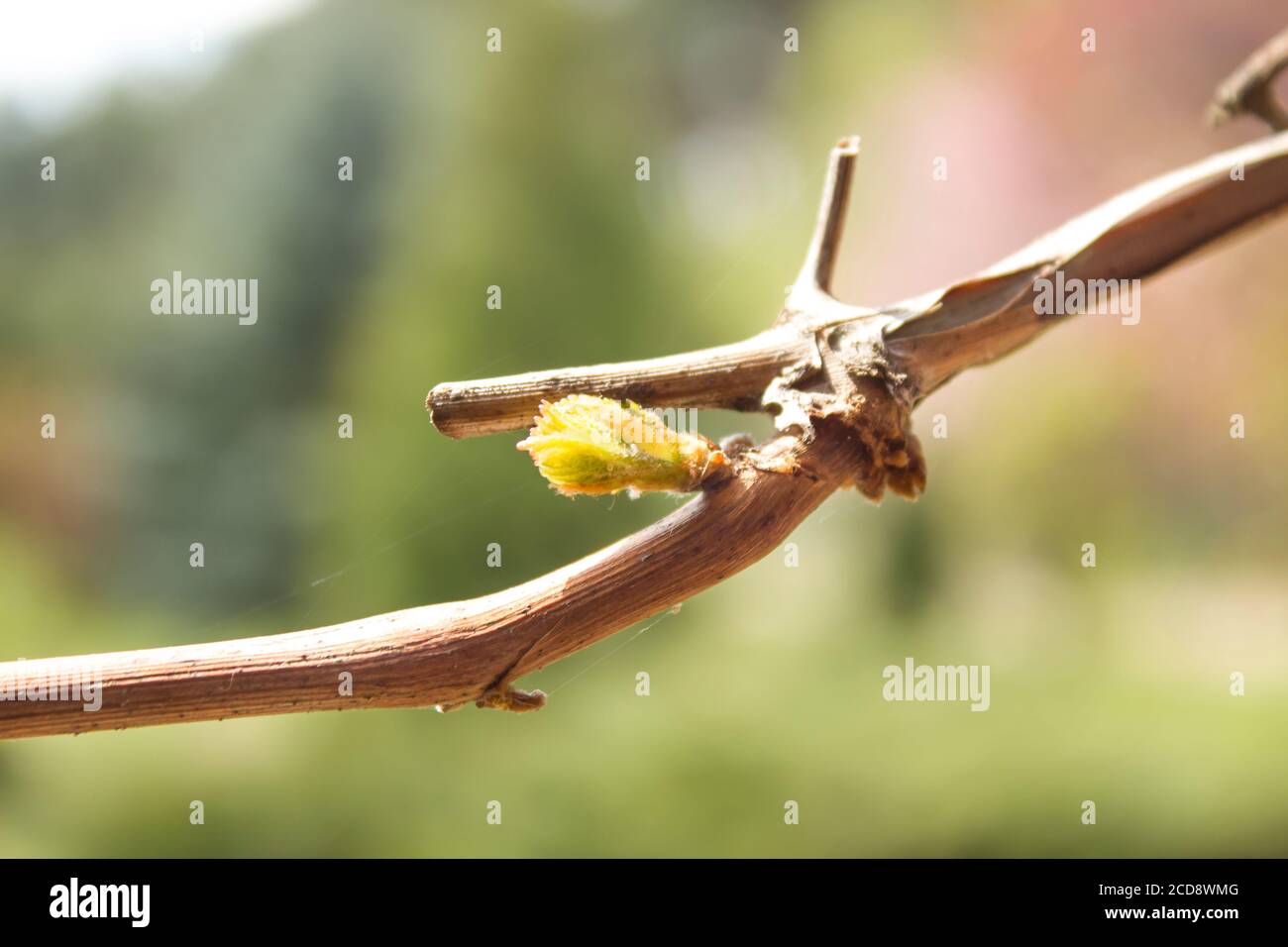 Grapes plants hi-res stock photography and images - Alamy