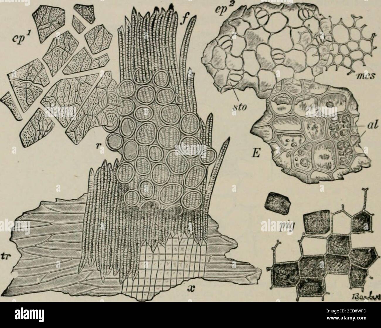 . The microscopy of vegetable foods, with special reference to the ...
