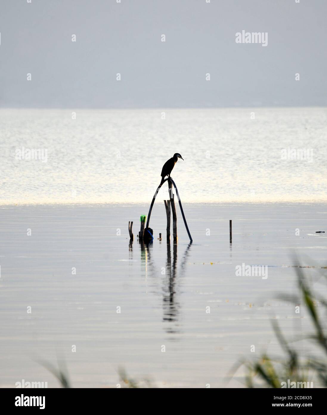 picture of a Cormorant birds in lake prespa, macedonia Stock Photo - Alamy