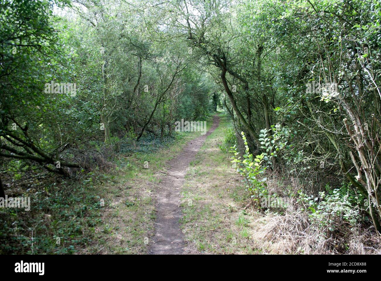 Path in the countryside with high overhanging hedges and trees each ...