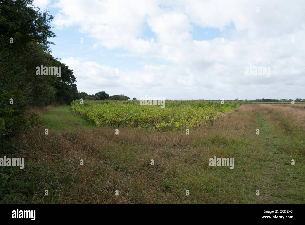 Bank of stream Stock Photo - Alamy