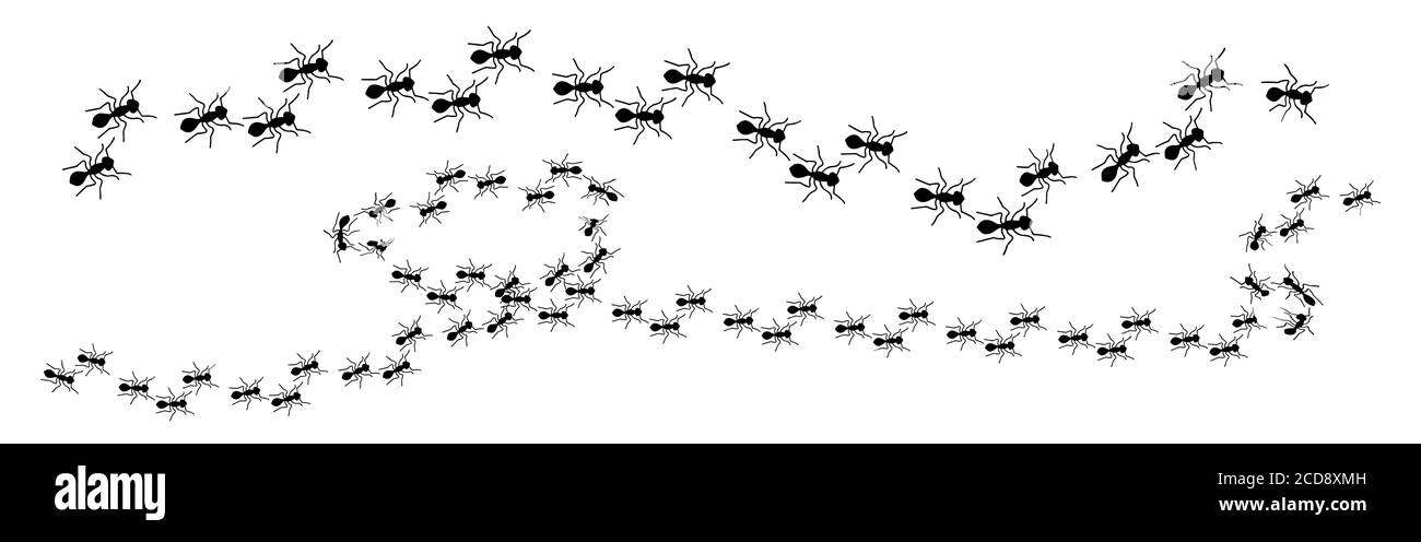 ant crawling set isolated on white background Vector illustration Stock ...