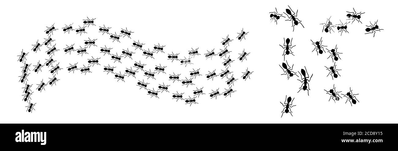 ant crawling set isolated on white background Vector illustration Stock ...