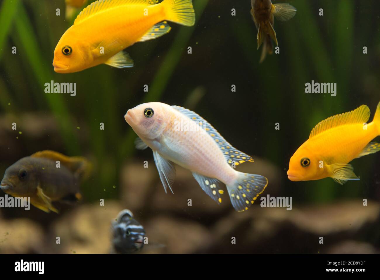 Malawi perch hi-res stock photography and images - Alamy