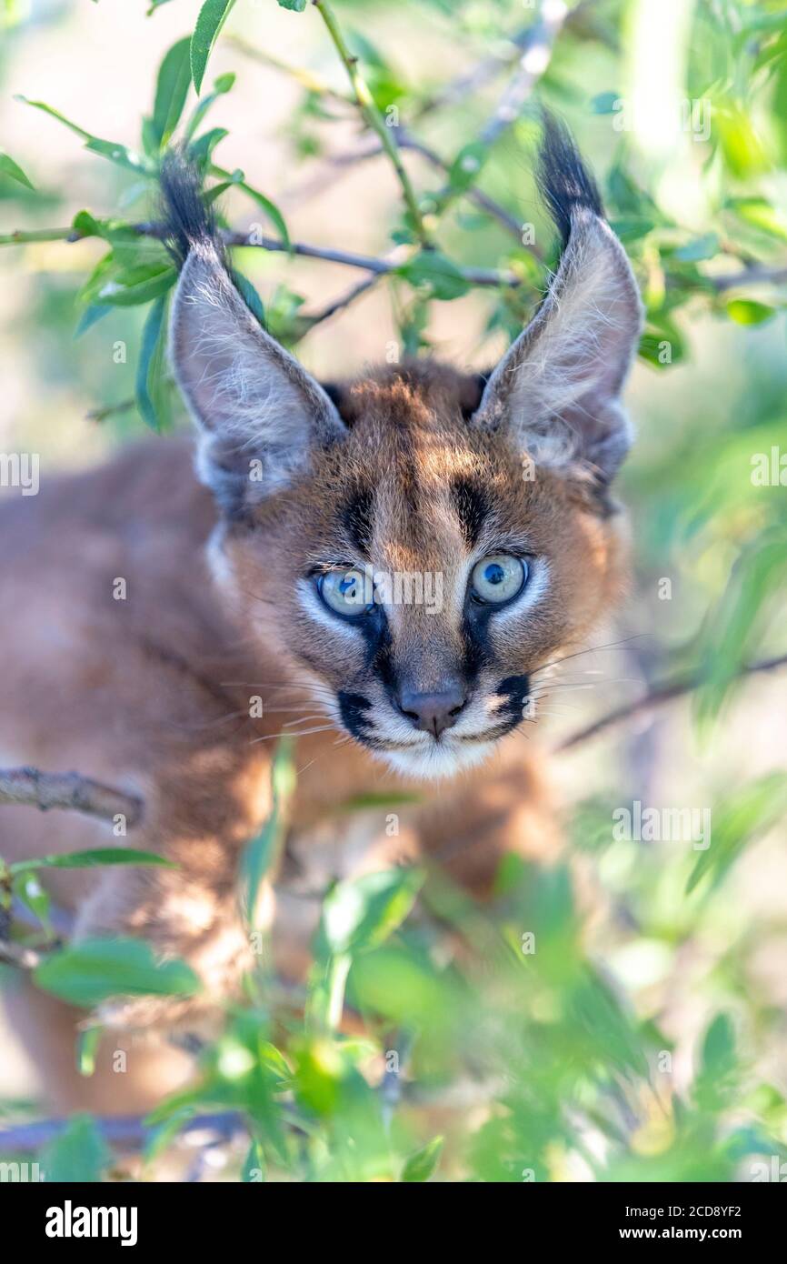 Caracal (Caracal caracal) , Occurs in Africa and Asia, Young animal 9 ...